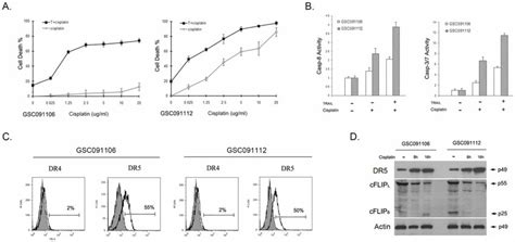 Cisplatin Synergistic Effects On Trail Induced Apoptosis A Cell Download Scientific Diagram