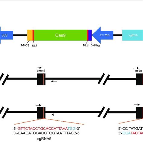 Diagram Of Single Grna Crisprcas9 Vector Target Sequence And Target Download Scientific