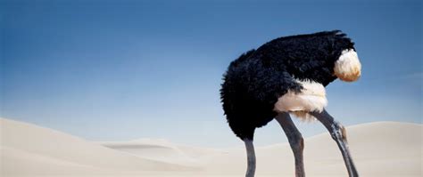 Duck Typing What Do Ducks Have To Do With Polymorphism Dev Community