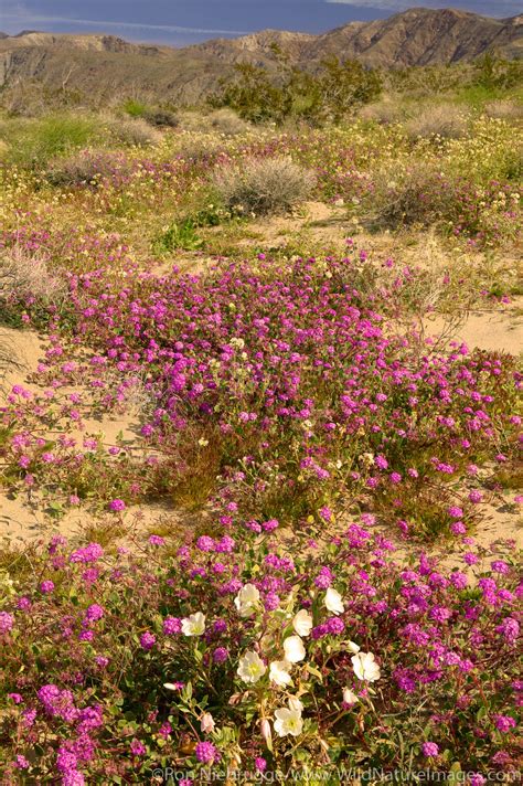 Desert Wildflowers Photos By Ron Niebrugge