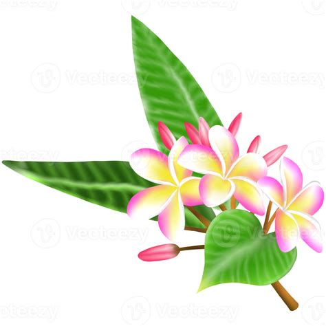 Pink Apocynaceae Flower 49539366 Png