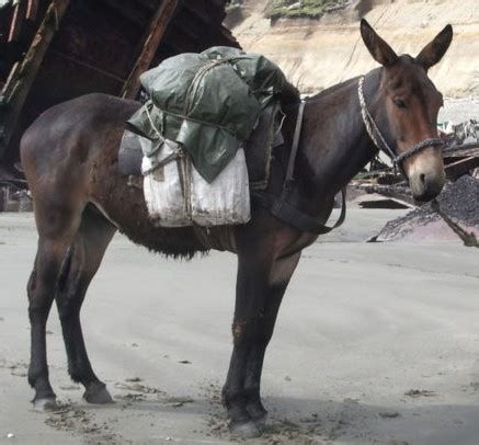 Mula Ou Burro Animais Híbridos Características Fotos Infoescola