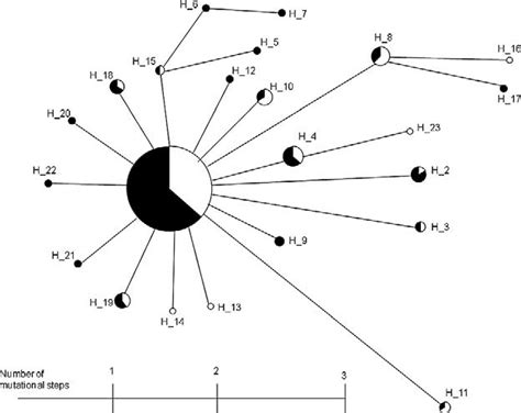 Network Produced From The Median Joining And Steiner Algorithms In Download Scientific Diagram