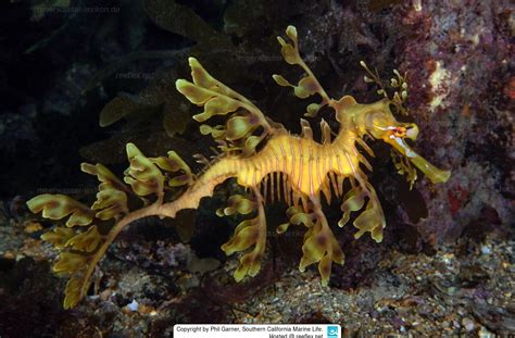 Phycodurus Eques Dragon Des Mers Feuillu