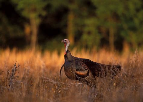 Download A Colorful Wild Turkey In Its Natural Habitat
