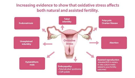 Oxidative Stress And Female Reproduction Implications By