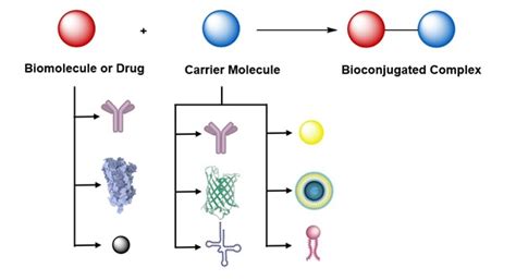 What Is Bioconjugation Antibody Conjugation And Drug Conjugation Boc