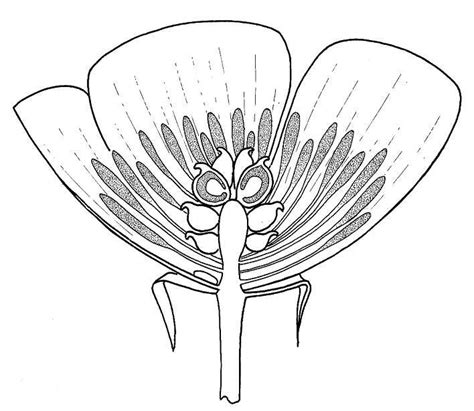 Insect Pollinated Flower Buttercup Diagram Quizlet