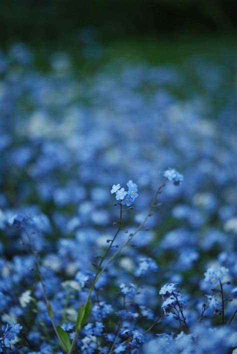 Blue Flowers Aesthetic Wallpapers Top Free Blue Flowers Aesthetic