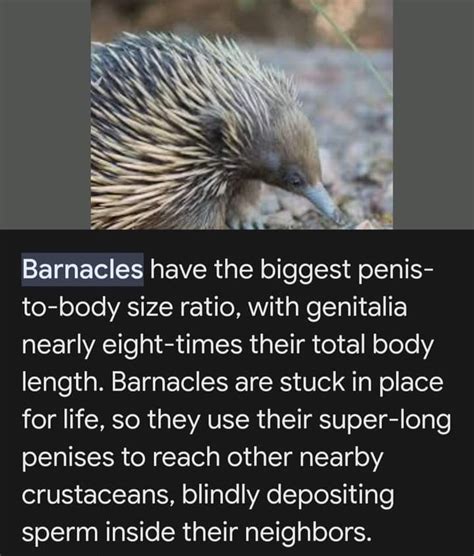 Barnacles Memes This Load Of Barnacles Tiktok