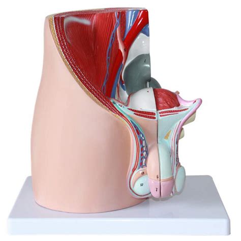 Lxx Reproductive Anatomical Model Human Male Reproductive System Model