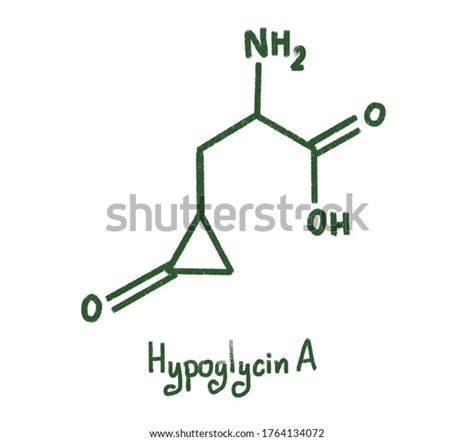 Hypoglycin Photos And Images Shutterstock