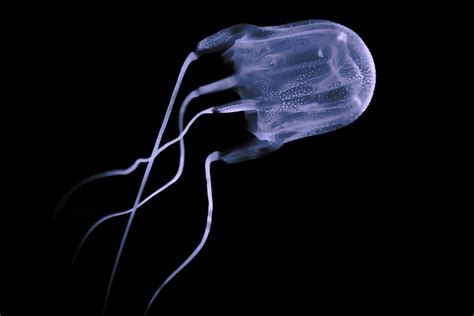 Over 150 People Stung During Mass Jellyfish Event In Hawaii