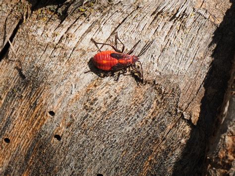 Boxelder Bug Control American Pest Solutions