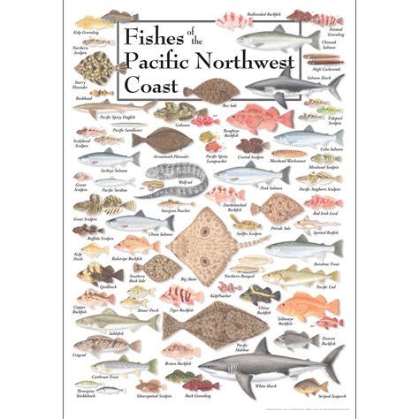 Earth Sky Water Poster Fishes Of The Pacific Northwest