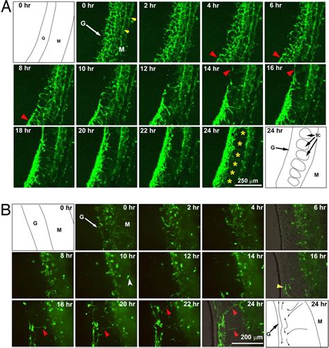 Four Dimensional Analysis Of Vascularization During Primary Development
