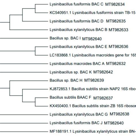 Phylogenetic Tree Constructed According To The Maximum Likelihood