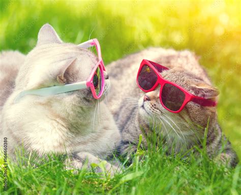 Two Cats Wearing Sunglasses