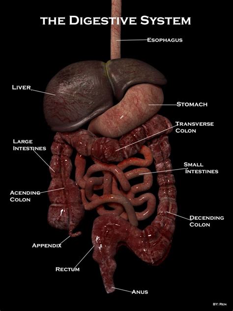 Digestive System