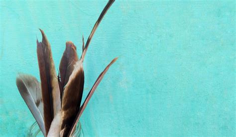 Close Up Of Eagle Feather On Blue Background Eagle Feather Background Or Wallpaper 15230000