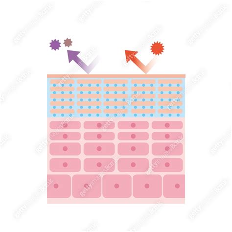 Epidermis Of Healthy Skin Skin Structure Skin Diagram Cosmetology 이미지