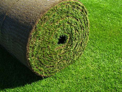 Types Of Sod And Pre Grown Sod Rolls Shop Now