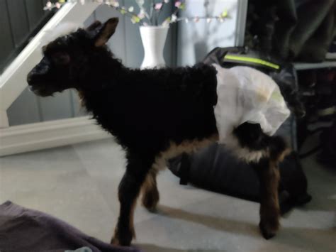 Prosthesis For A Three Legged Sheep Using An Egc Sensor And Servo Motors Product Design