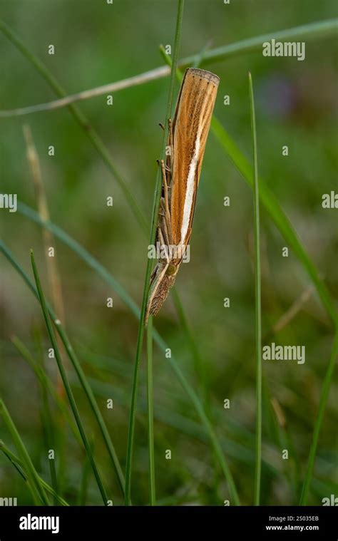Common Grass Veneer Agriphila Tristella Tiny Brown Grass Moth From