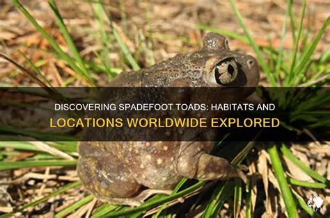 Discovering Spadefoot Toads Habitats And Locations Worldwide Explored