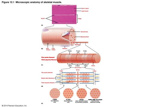 Myofibrils Anatomy Model