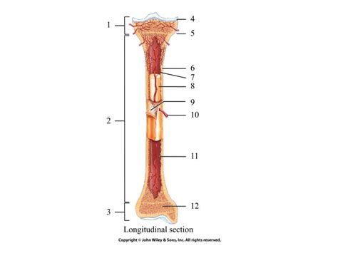Ppt Longitudinal Section Powerpoint Presentation Free Download Id