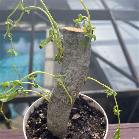 How Can You Tell If A Corkscrew Willow Is Dying