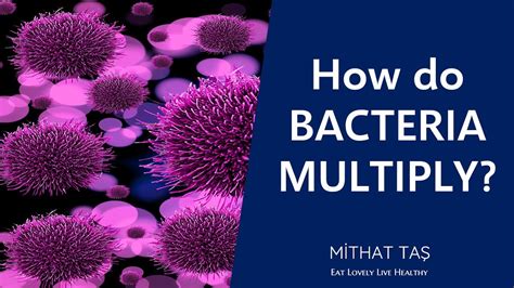 Bacteria Multiplication