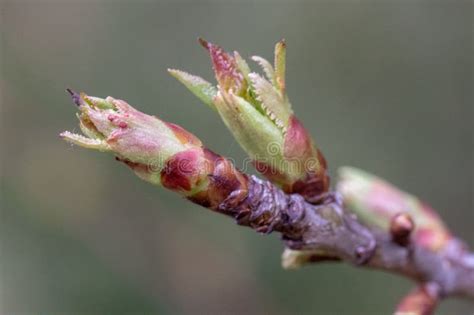 Plant Buds In Spring Stock Image Image Of Leaf Stem 283209469