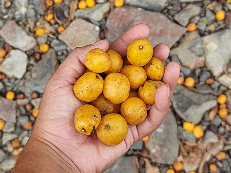 Zonas Tropicales En Segundos Panama