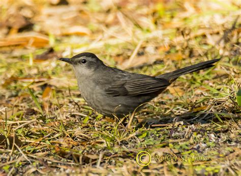 The Elusive Gray Catbird Birdforum