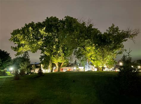 Moss Tree Canopy Lighting Add A Moss Pole With Grow Lights For A