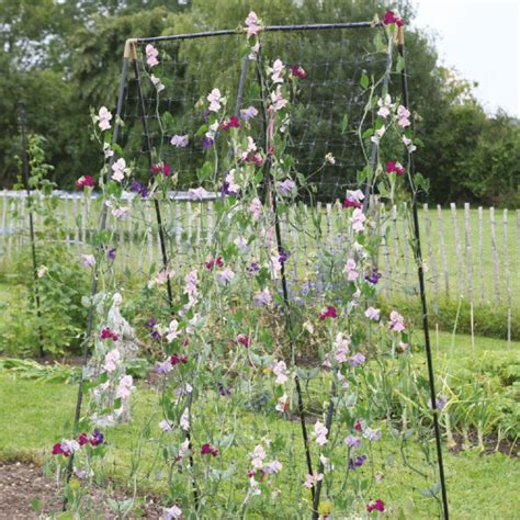 Pea And Bean Support Frame 80cm Wide X 2m High Polytunnels And Greenhouses Irelands Polytunnel