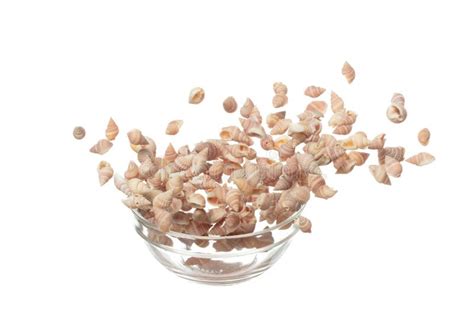 Seashell Fall Splashing In Air Sea Shell Explosion Flying Abstract