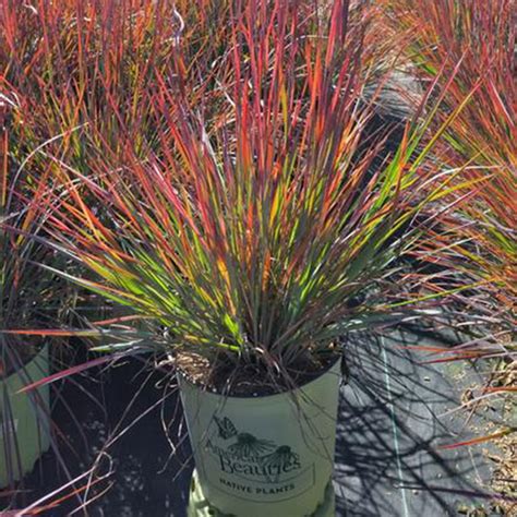 Standing Ovation Little Bluestem Grass Plant Addicts