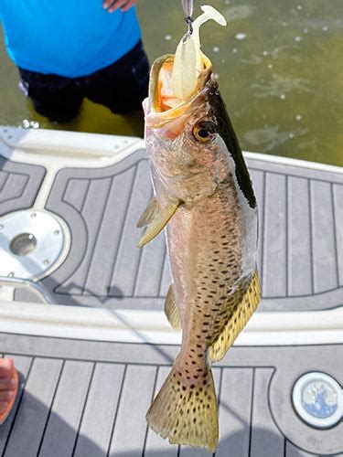 Lil Zipper Dipper 8 Pack Rite Angler