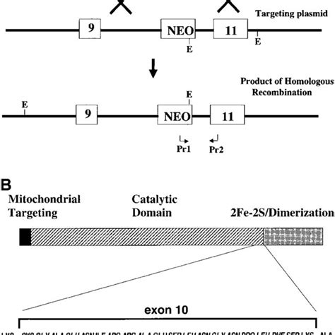 Structure Of The Mouse Ferrochelatase Locus And Exon 10 Deleted