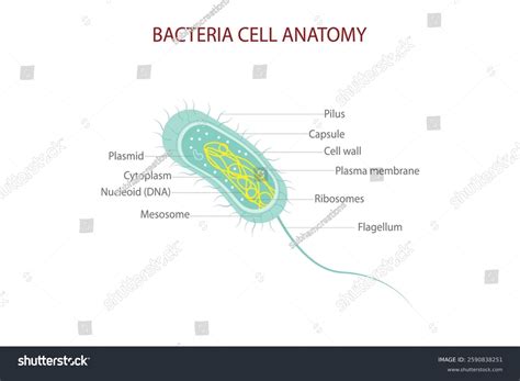 Bacteria Cell Anatomy Diagram Labeled Parts Stock Vector Royalty Free 2590838251 Shutterstock