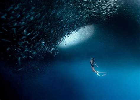 Moalboal Sardine Run Your Ultimate Guide From A Local Bwab