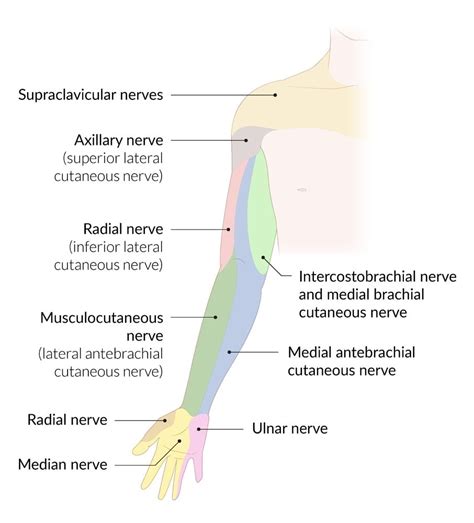 Upper Extremity Nerve Dermatomes Dermatomes Chart And Map