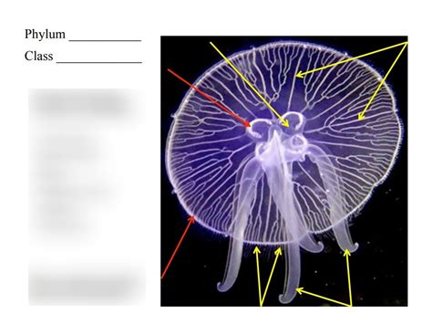 Scyphozoa Diagram Diagram Quizlet