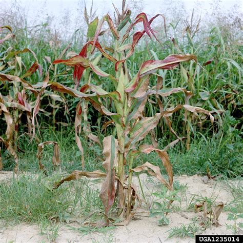 What Is Corn Stunt Disease Learn About Sweet Corn Stunt Causes And