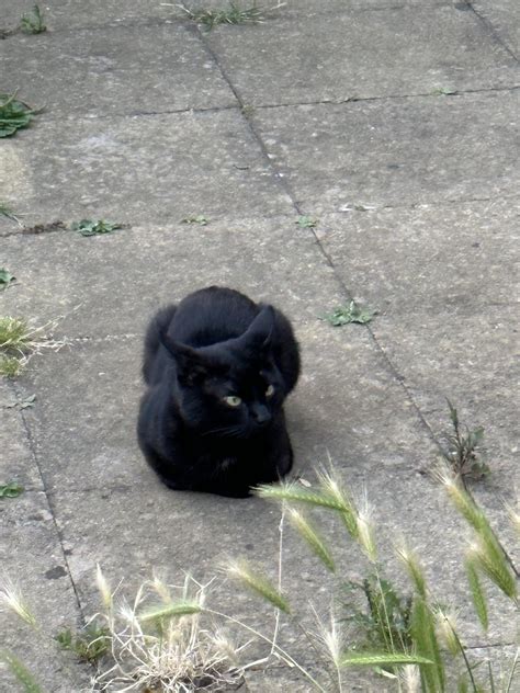 Do You Like Black Cats 🐈‍⬛ R Pollsandsurveys