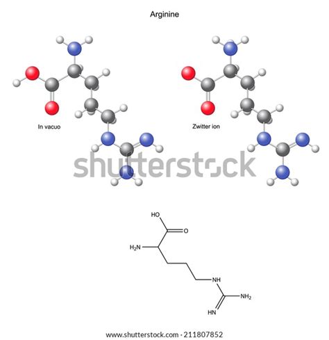 Arginine Arg Chemical Structural Formula Models Stock Vector Royalty