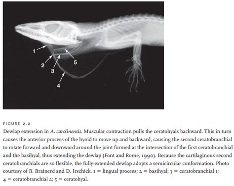 How Many Times Have Lizard Dewlaps Evolved Anole Annals